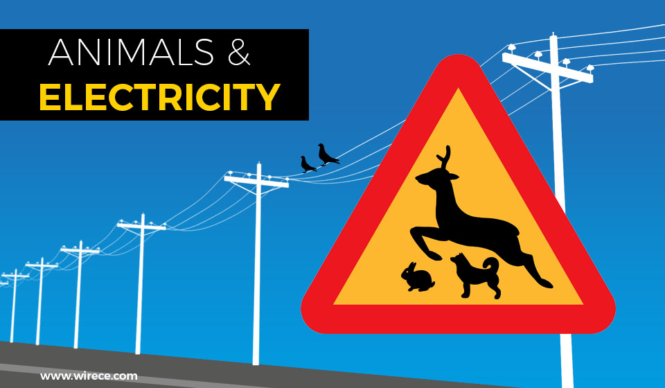 How Does Animal Electricity Work at Pamela Beeler blog